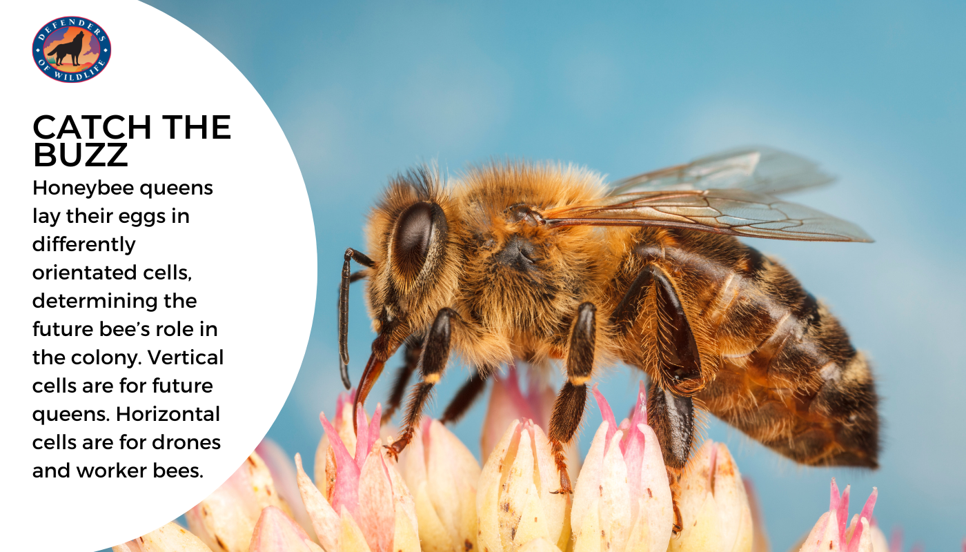 For the Love of Animals | Defenders of Wildlife